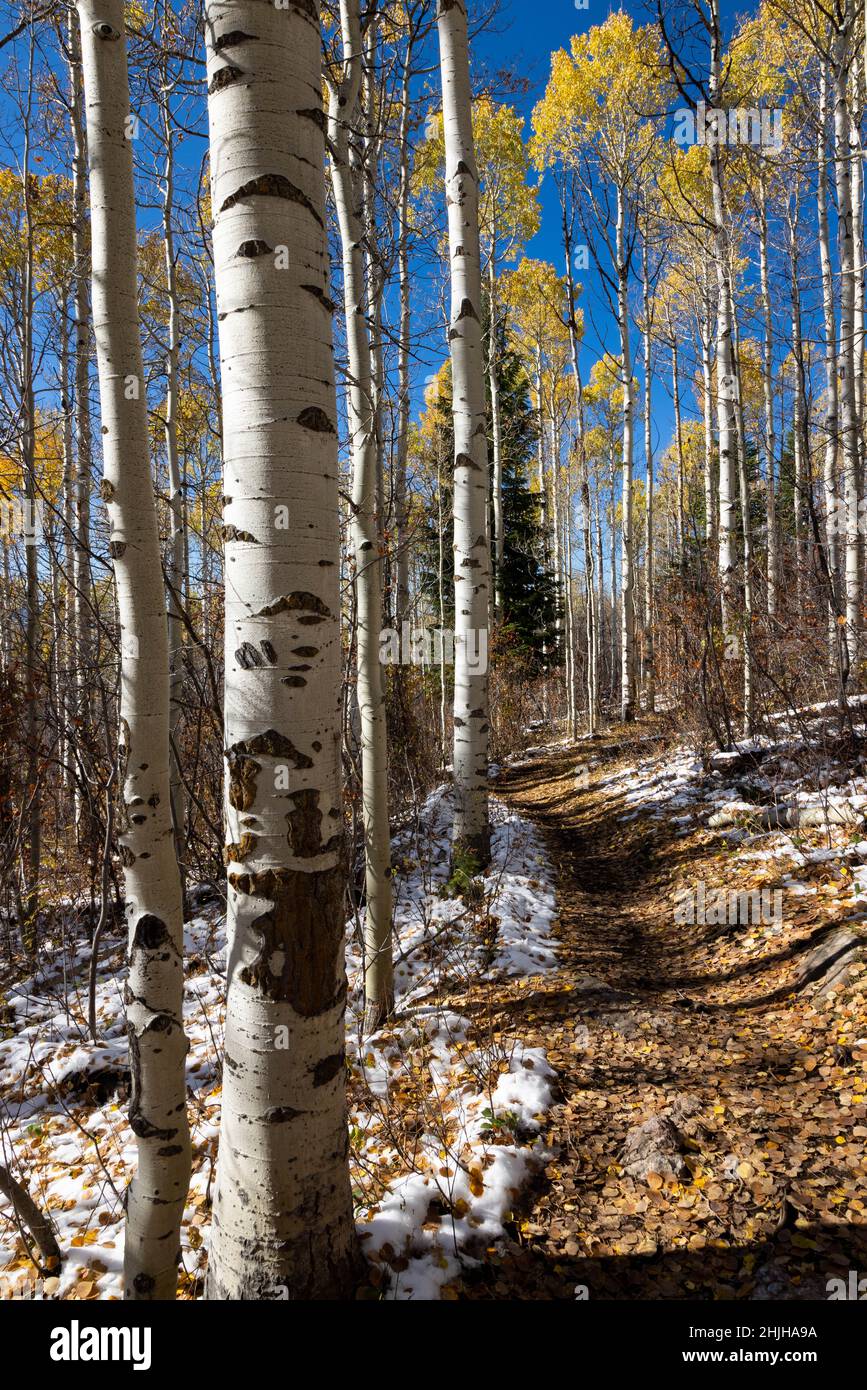 Tall aspen trees clinging to the last of their fall colors rising high ...