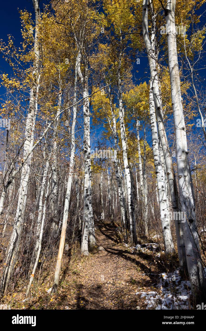 Autumn aspen trees towering above the Aspen Trail in the Teton ...