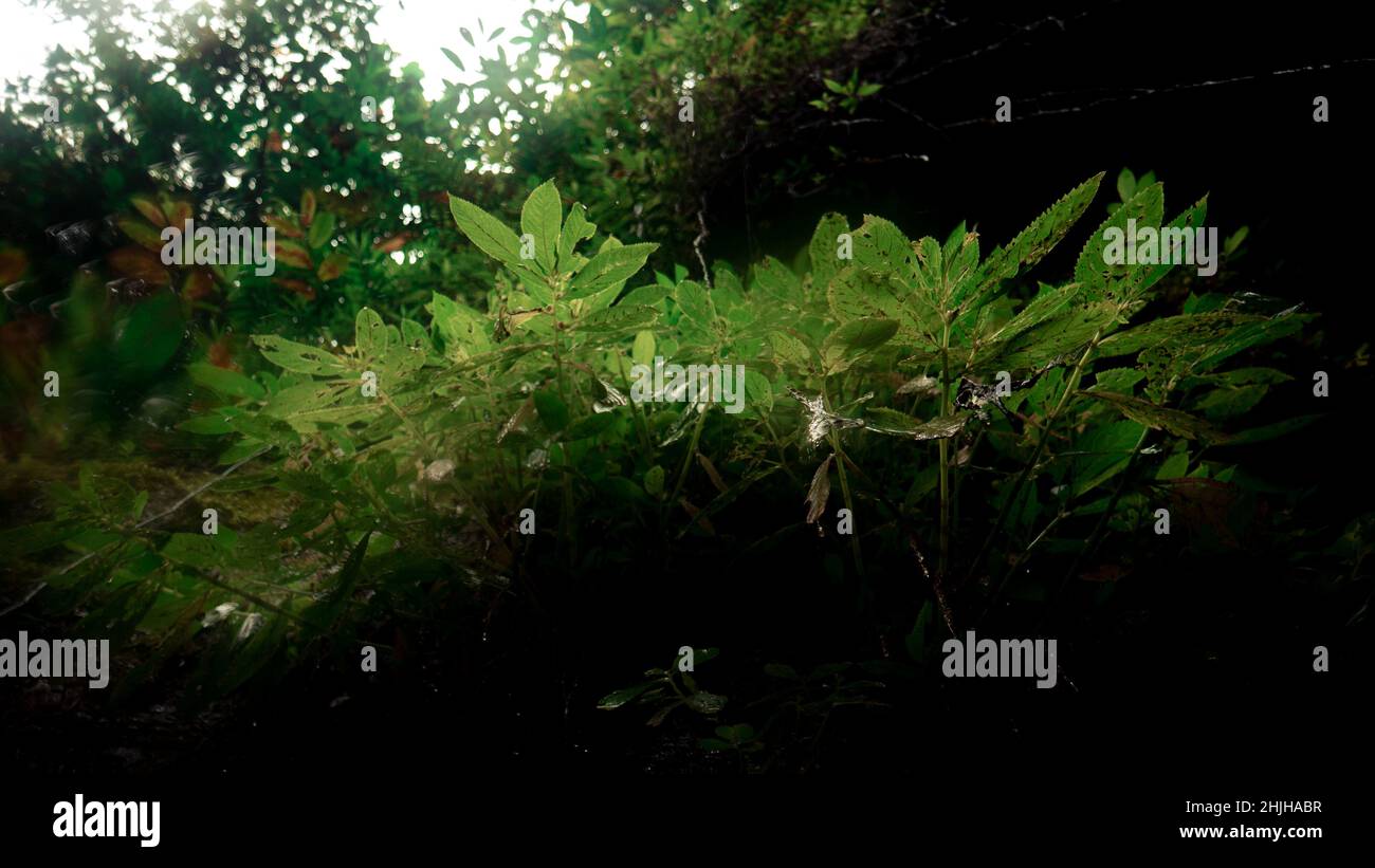 Close up of wild flower grass on the high ground. the photos is perfect ...