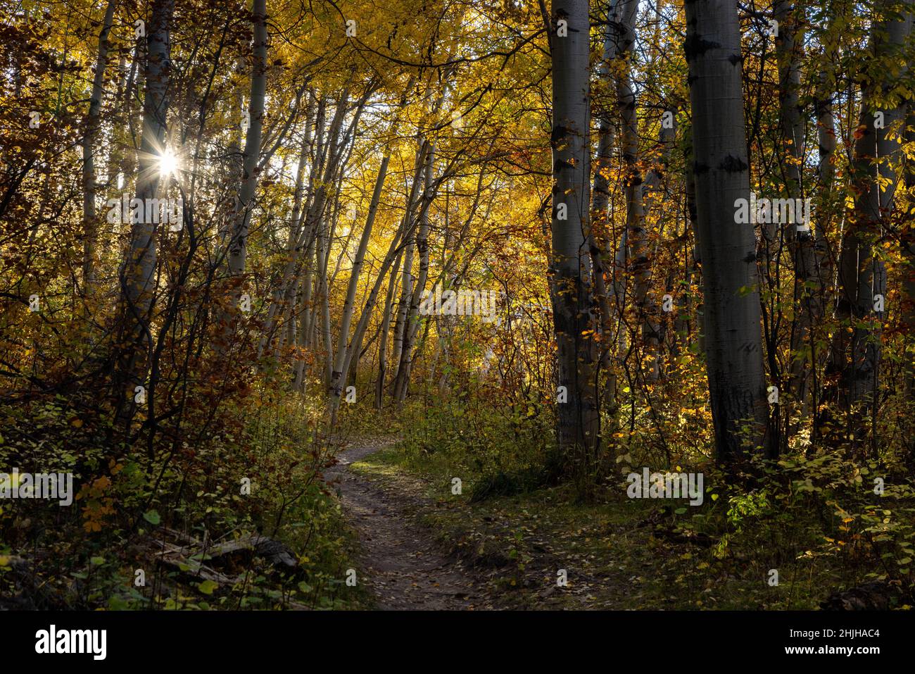 The sun shining through golden fall aspen trees above the Aspen Trail ...