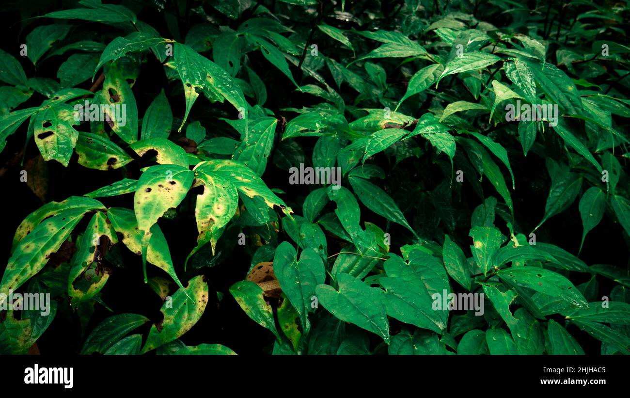 Close up of wild flower grass on the high ground. the photos is perfect ...