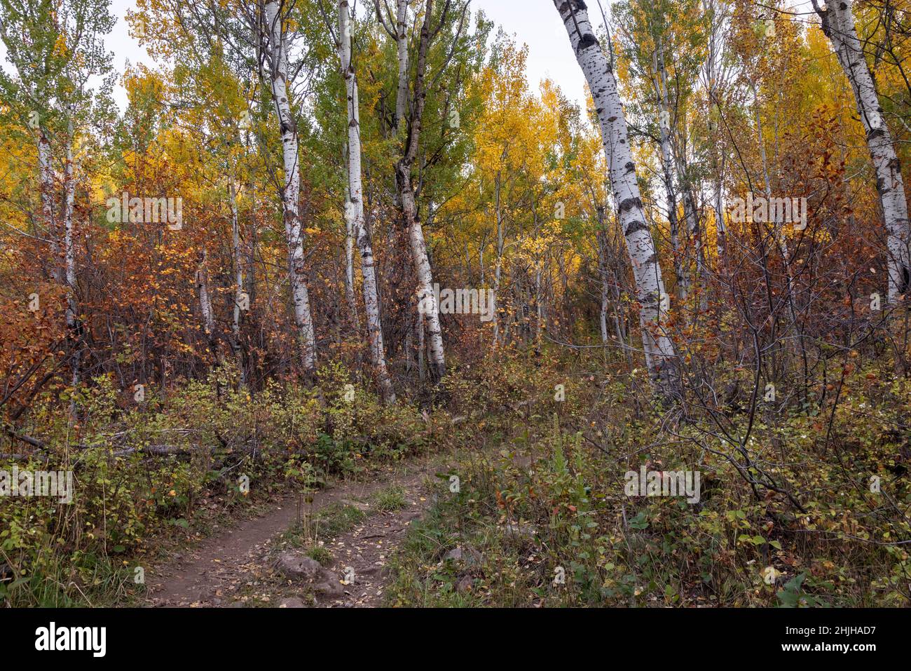 The Aspen Trail in the Teton Mountains curving through a thick grove of ...