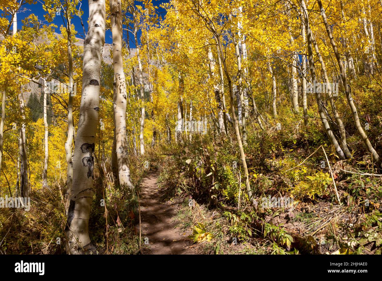 A large golden aspen tree grove lining the Coal Creek Trail in the ...