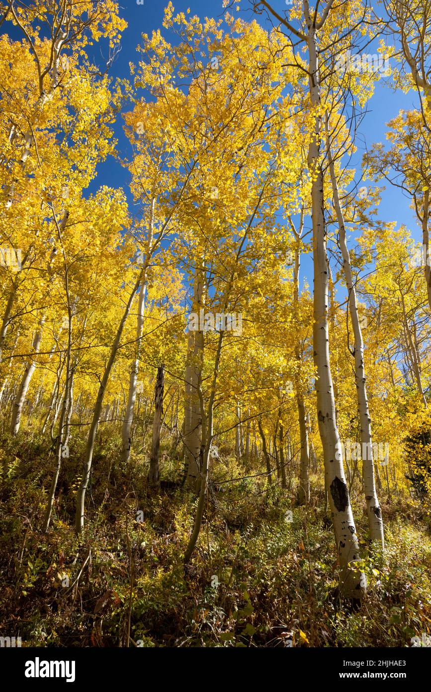 A large aspen grove of golden aspen trees above the Coal Creek Trail ...