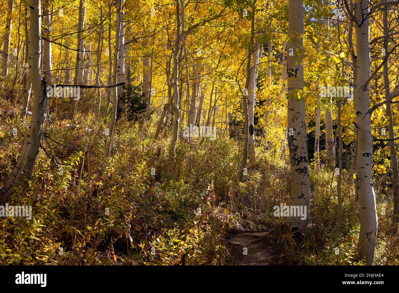 Golden aspen trees creating a warm canopy above the Coal Creek Trail in ...
