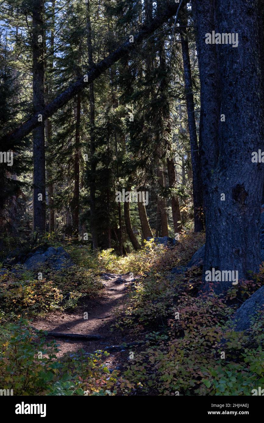 The Granite Canyon Trail winding through old evergreen trees in the ...