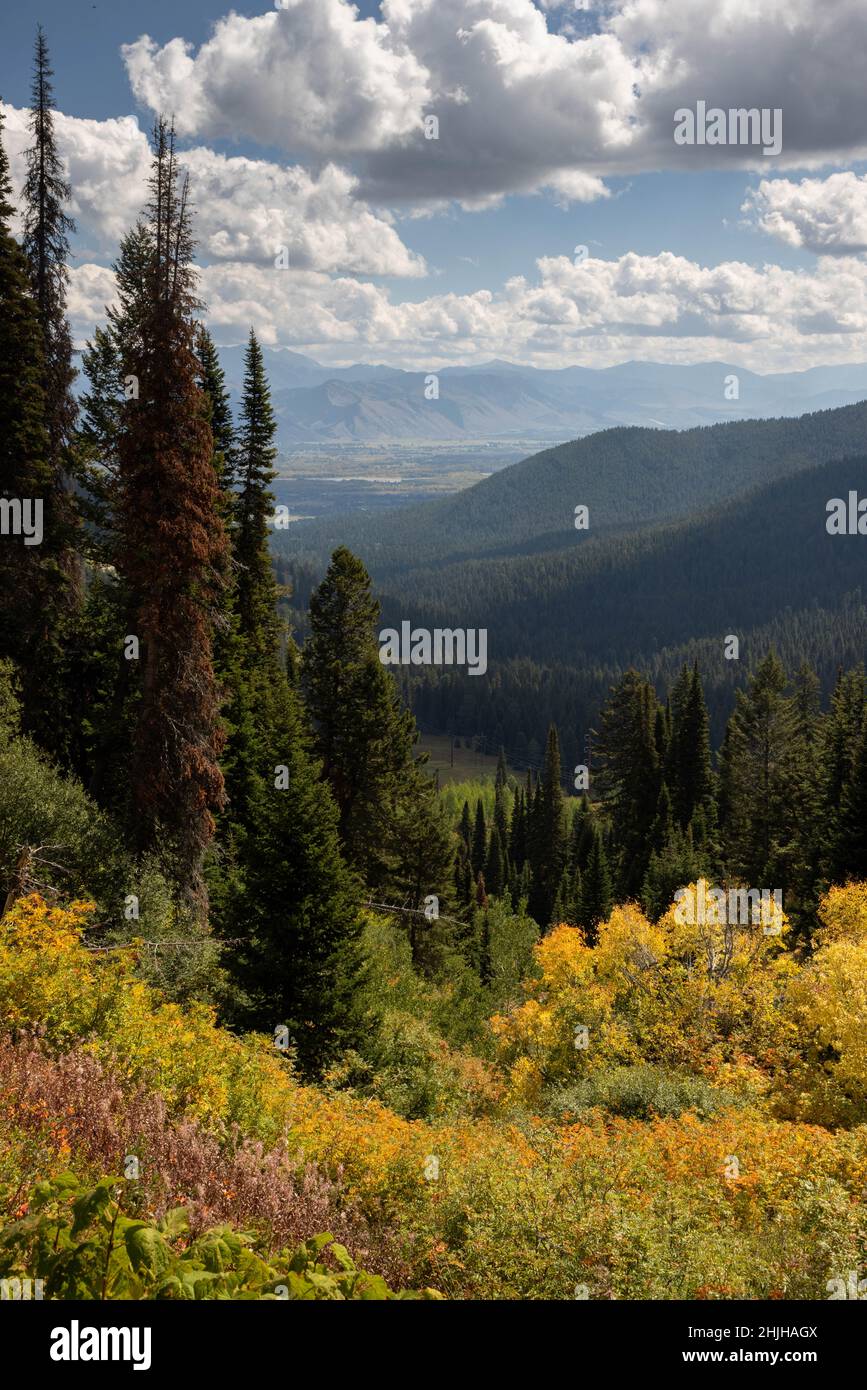 Early fall colors along Old Pass Road in the Teton Mountains changing ...