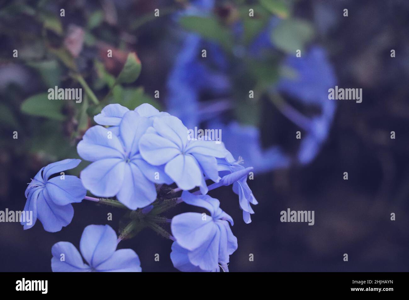Selective of blue plumbago flowers in a garden Stock Photo - Alamy