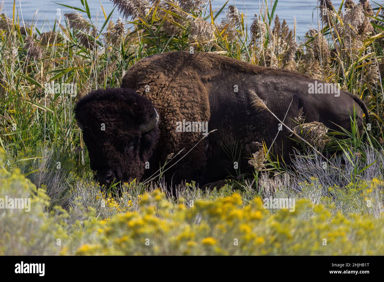 Huge bison resting on hi-res stock photography and images - Alamy