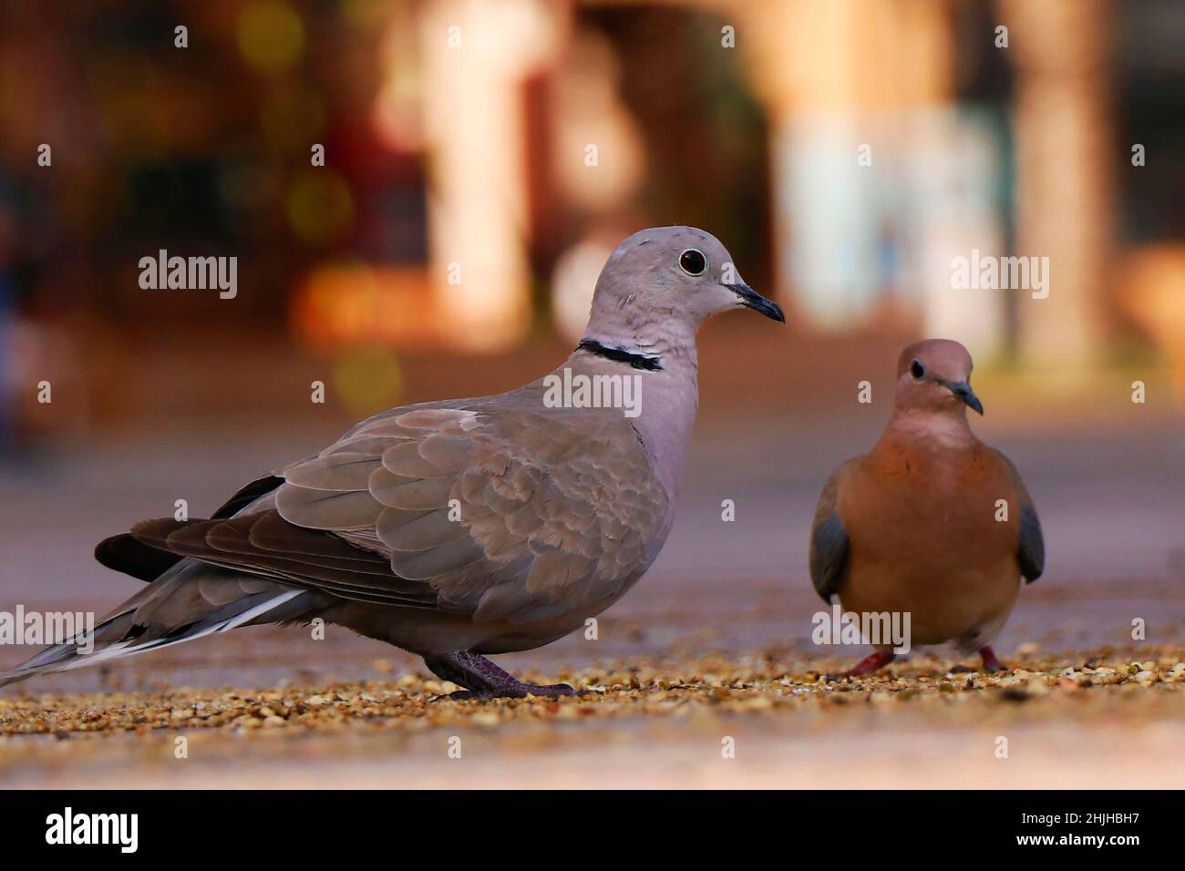 ring necked dove bird in close up bird watching Stock Photo - Alamy