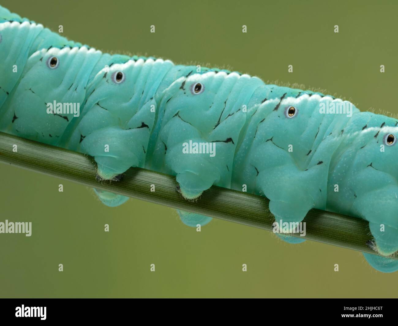 close-up side view of a tobacco hornworm showing the prolegs. This is ...