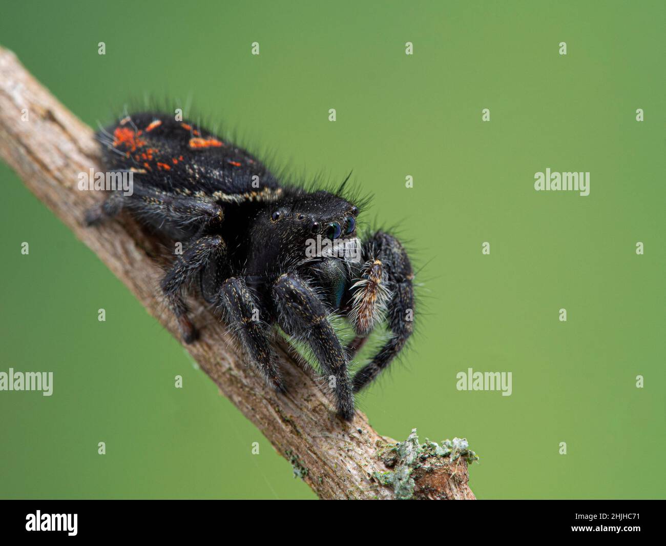 side view of a pretty subadult red-backed jumping spider (Phiddipus ...