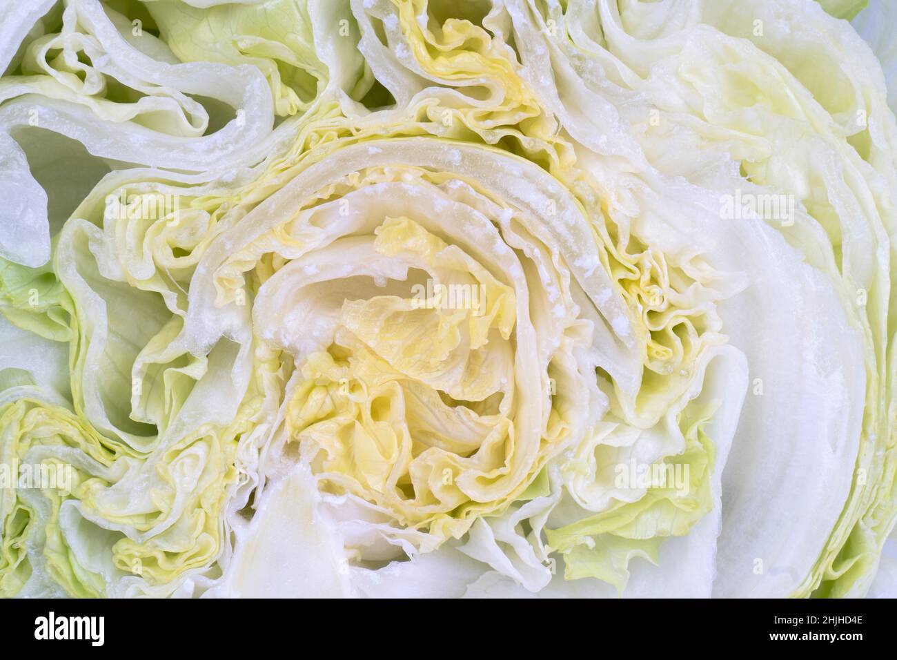 Green iceberg lettuce texture background. Half iceberg green salad ...