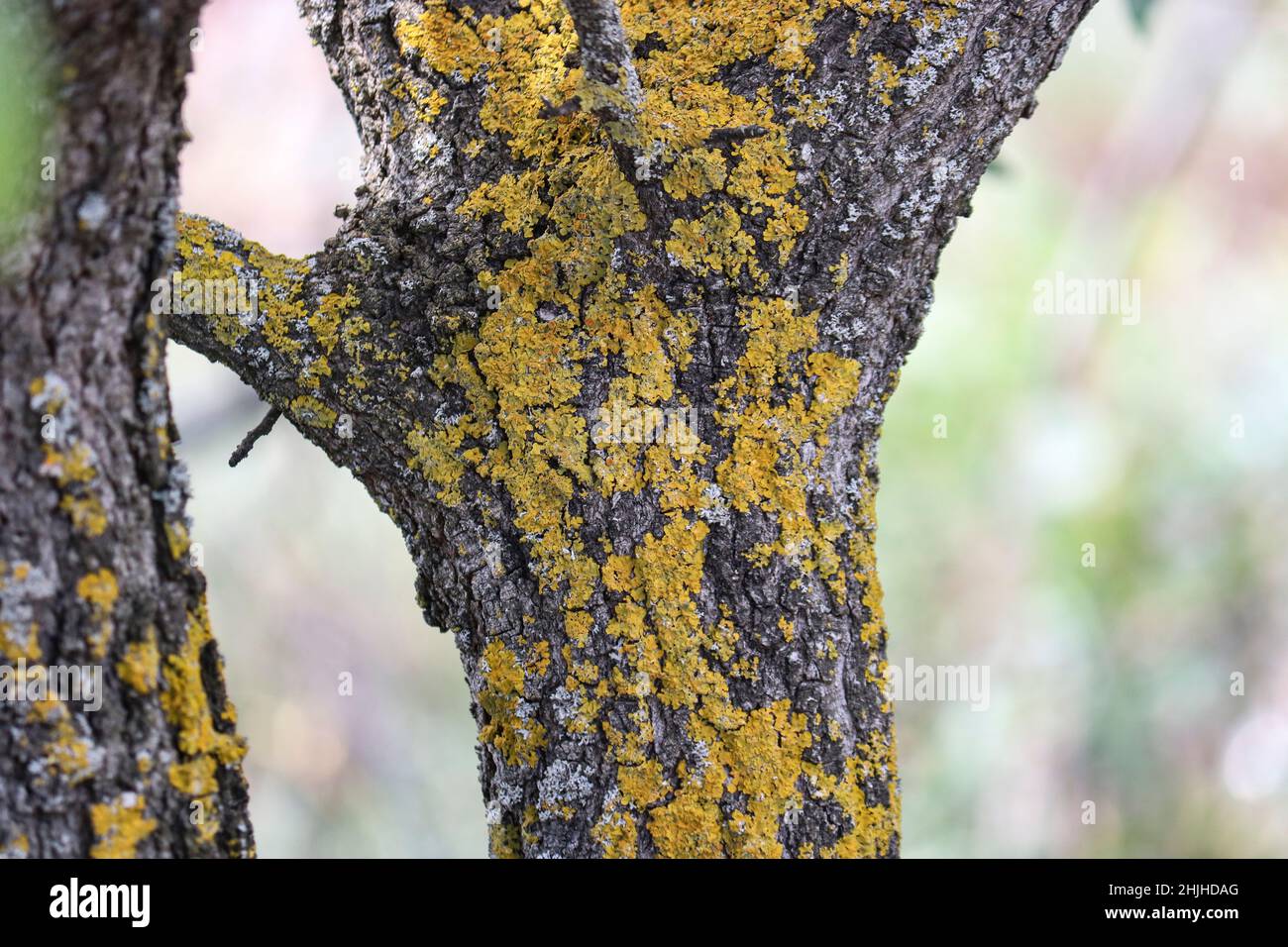 Yellow Lichen On Trees