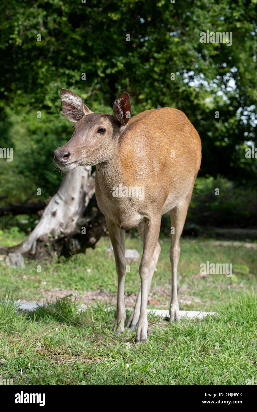 Female Javan Rusa deer, Rusa timorensis, endemic to Indonesia ...
