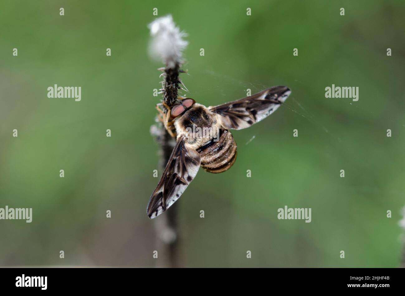 Nemestrinidae hi-res stock photography and images - Alamy