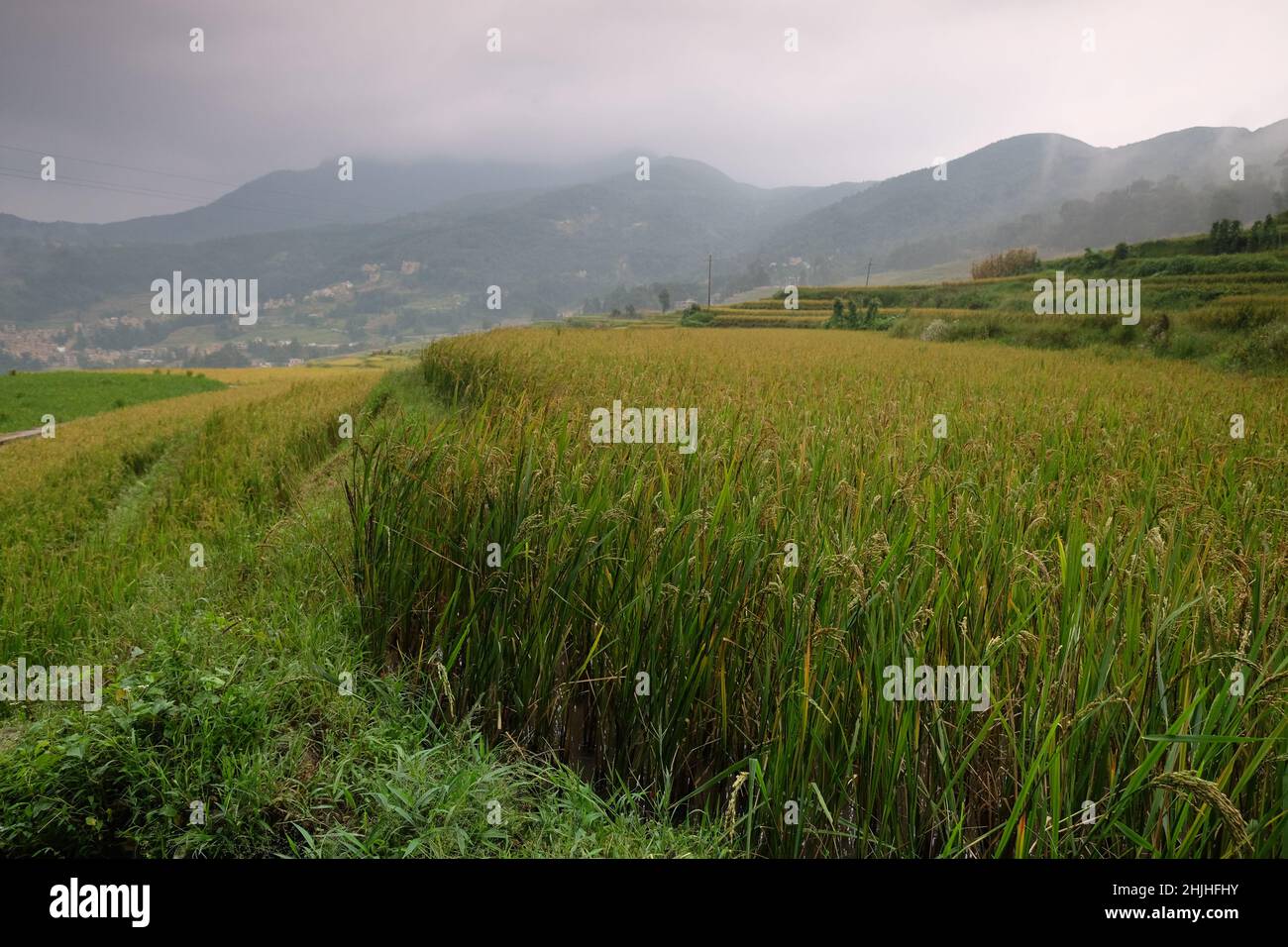 Amazing fields of rice a style of Agriculture in Yunnan Province south ...
