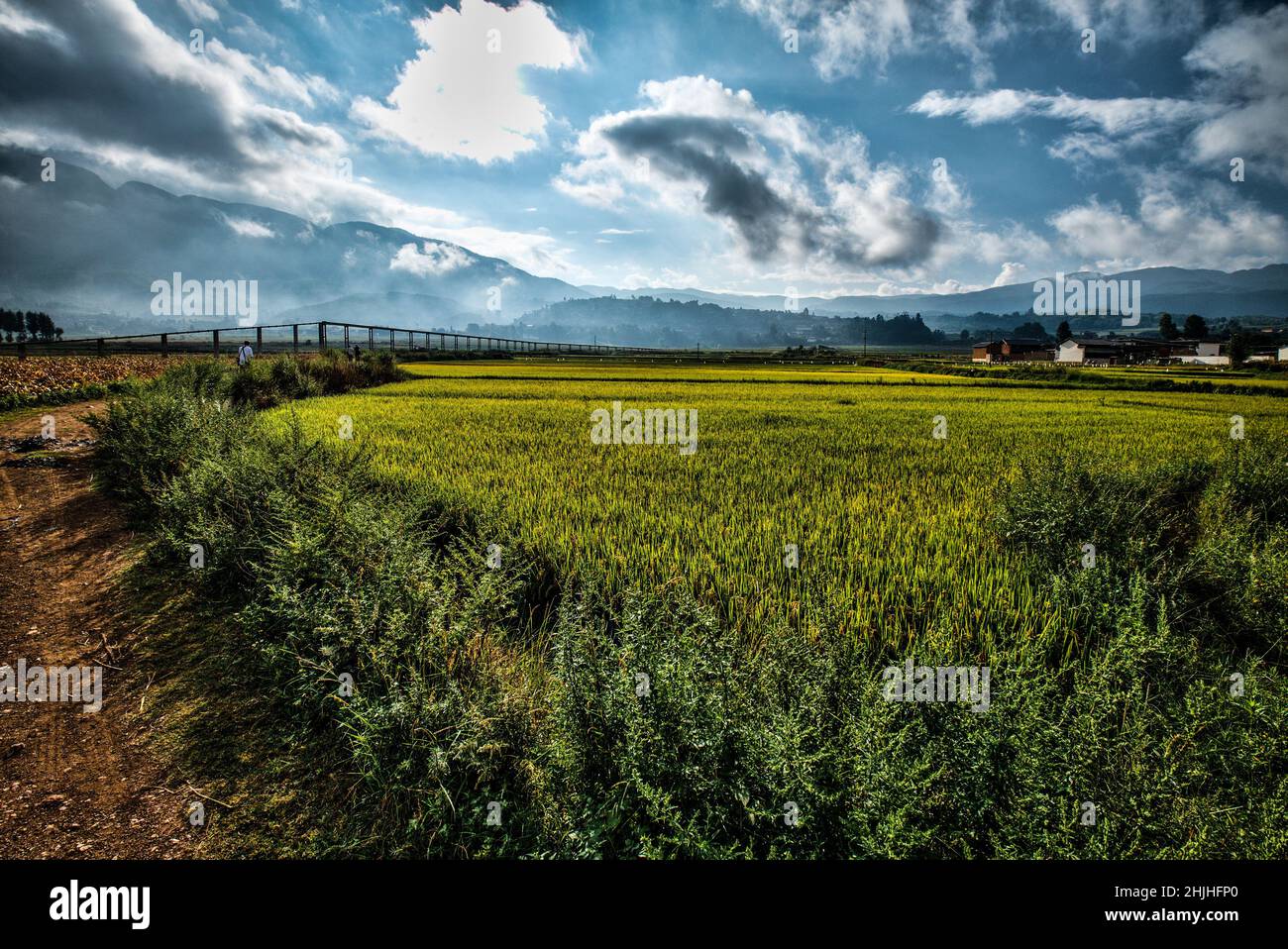 Amazing fields of rice a style of Agriculture in Yunnan Province south ...