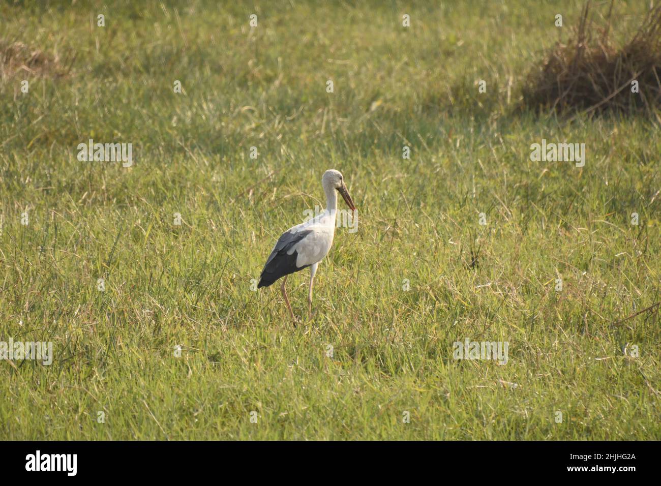 Hooghly, India. 29th Jan, 2022. Open bill stork, a resident bird of ...