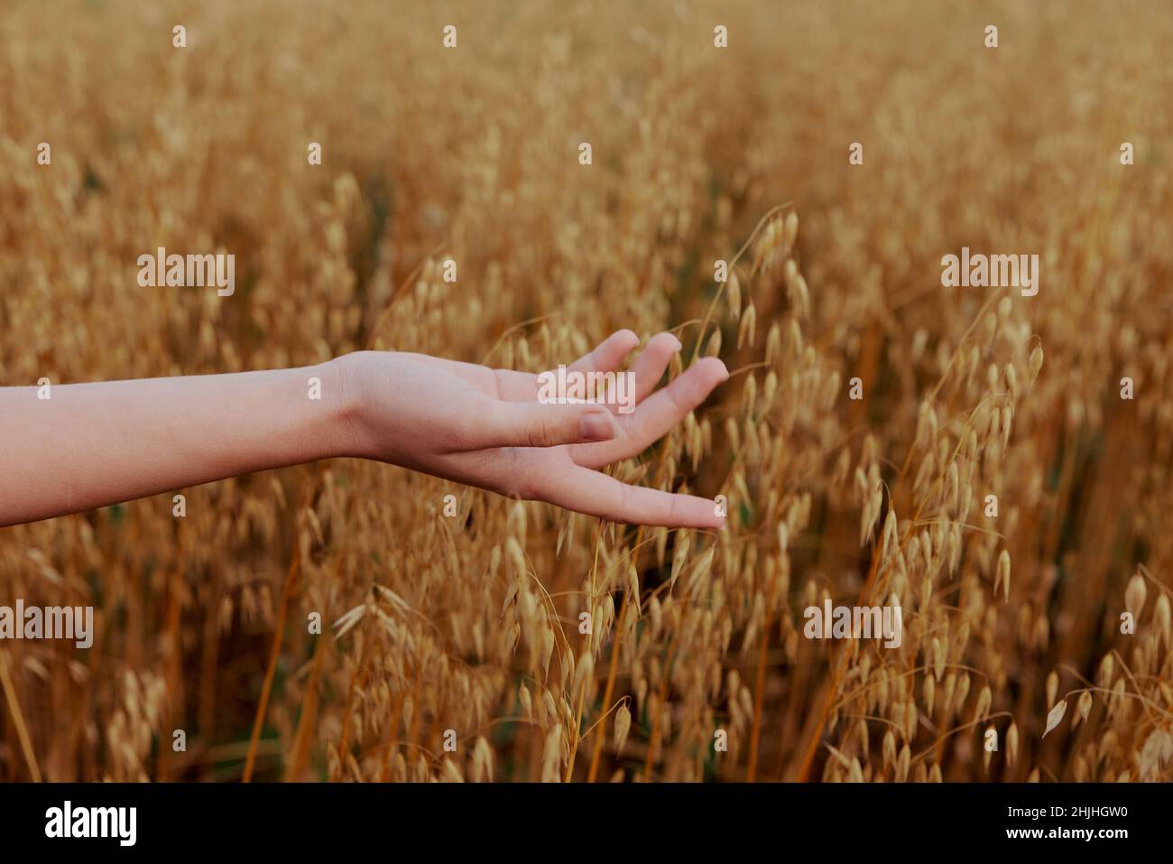 human hand wheat fields agriculture harvesting farm Stock Photo - Alamy