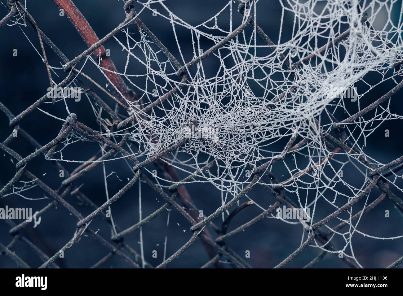 Frozen spider web background winter. Frozen nature. A cobweb on the ...