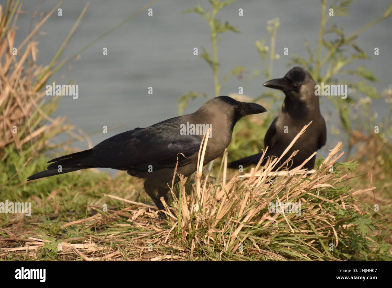 Hooghly, West Bengal, India. 29th Jan, 2022. Common crows as resident ...