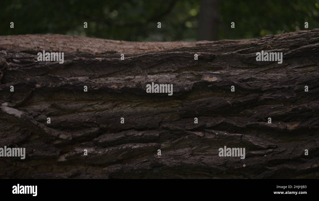 Shallow focus ground shot forest hi-res stock photography and images ...