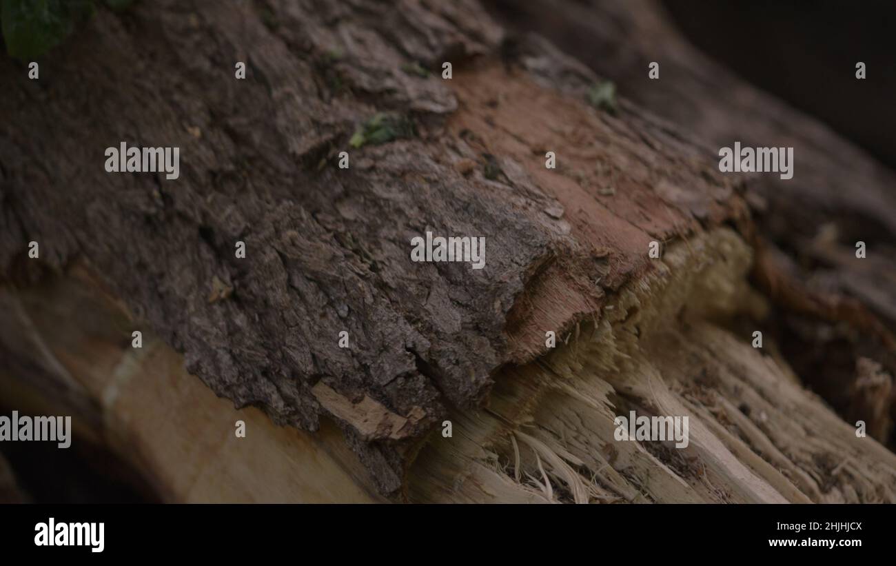 shot of fallen tree close up, wide photo Stock Photo - Alamy