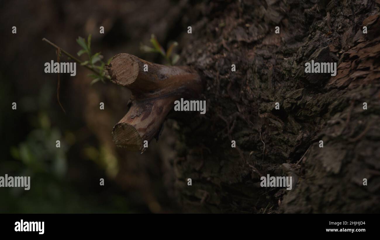 shot of fallen tree close up, wide photo Stock Photo - Alamy