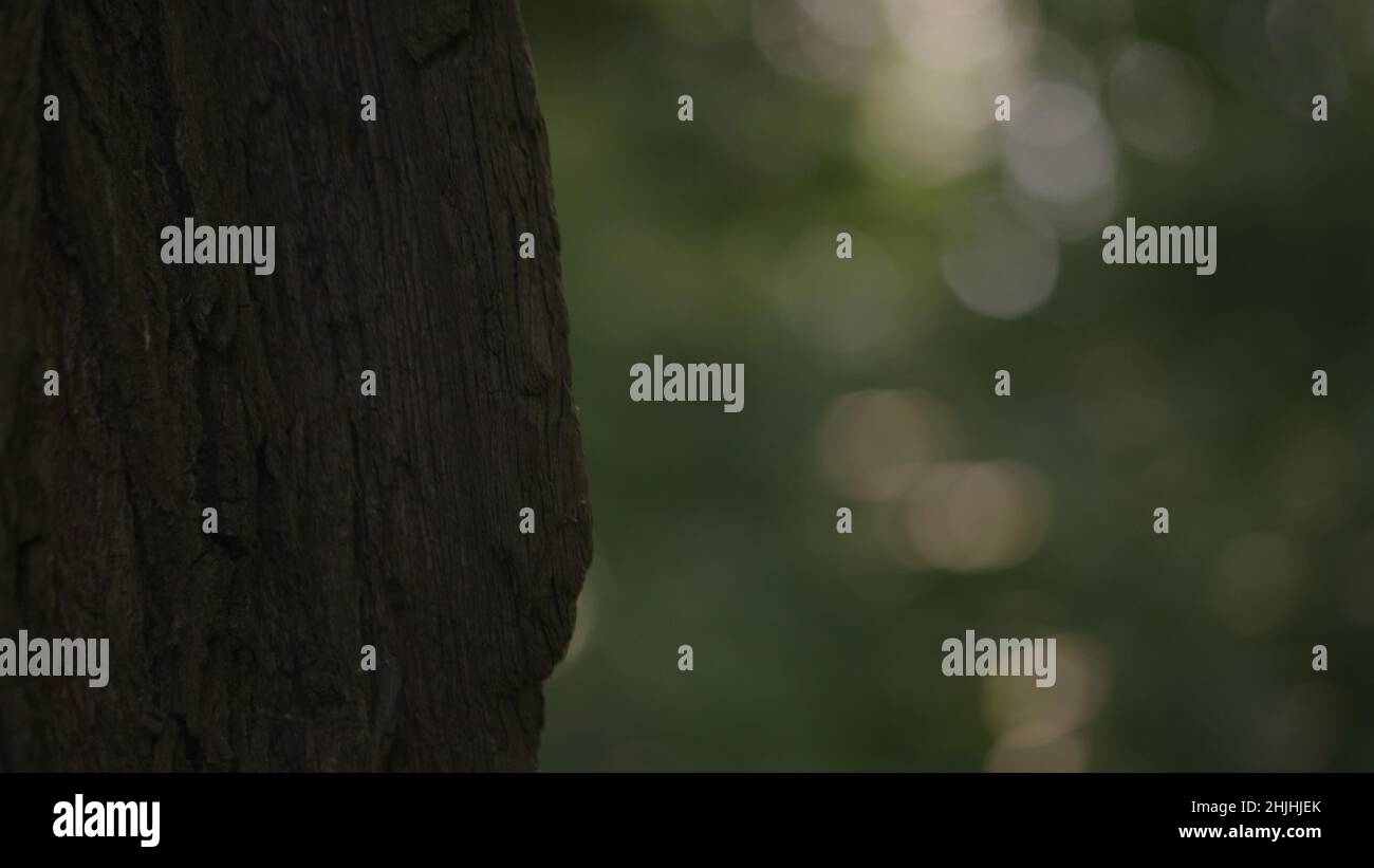 Shallow focus ground shot forest hi-res stock photography and images ...