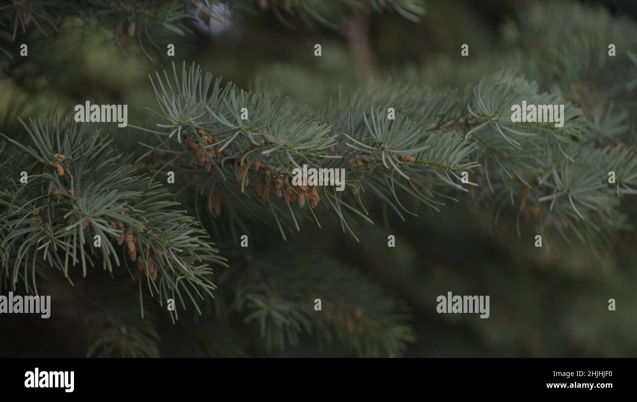 Yew tree taxus baccata new hi-res stock photography and images - Alamy