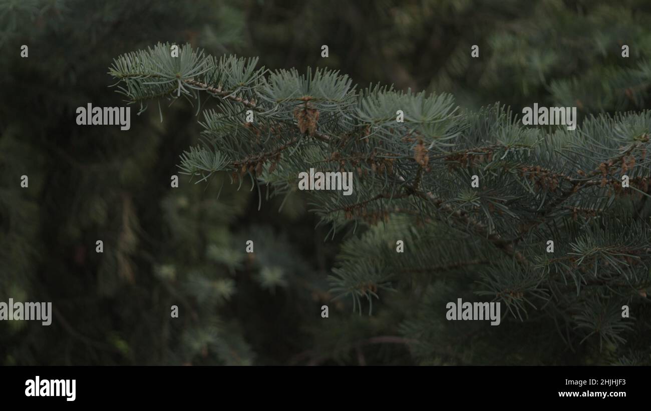 Yew tree taxus baccata new hi-res stock photography and images - Alamy