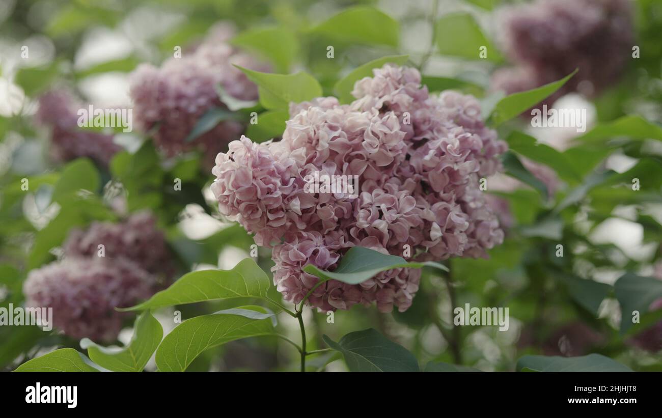 Slow motion lilac flowers in the garden, wide photo Stock Photo - Alamy