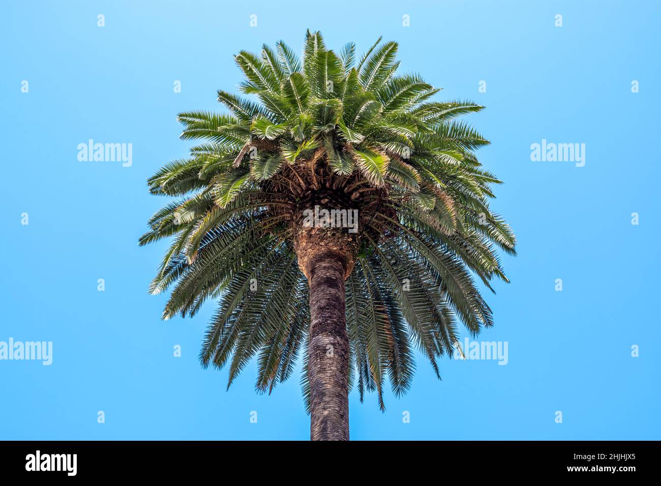Palm tree seen from below against blue summer sky Stock Photo - Alamy