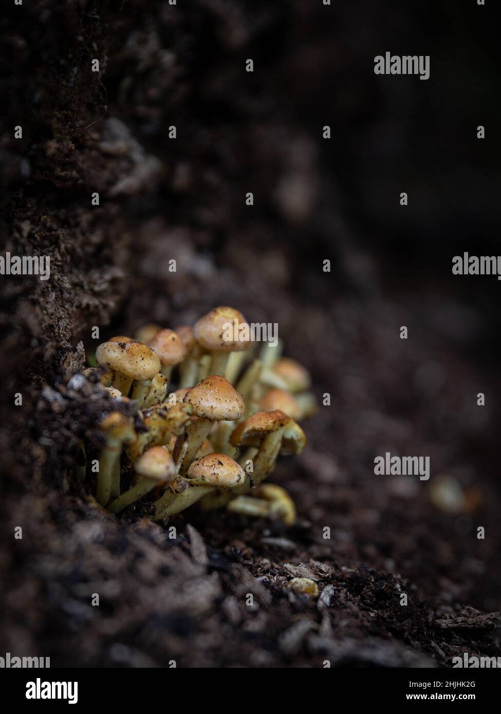 Fungus on the wet ground Stock Photo - Alamy