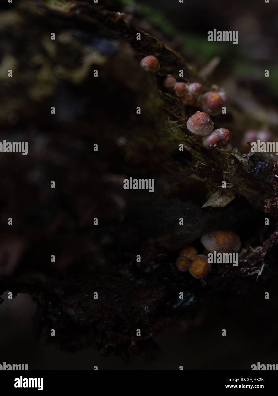 Fungus on the wet ground Stock Photo - Alamy