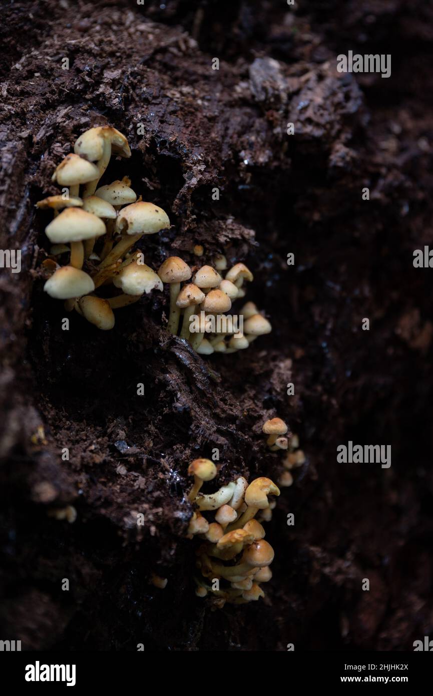 Fungais High Resolution Stock Photography and Images - Alamy