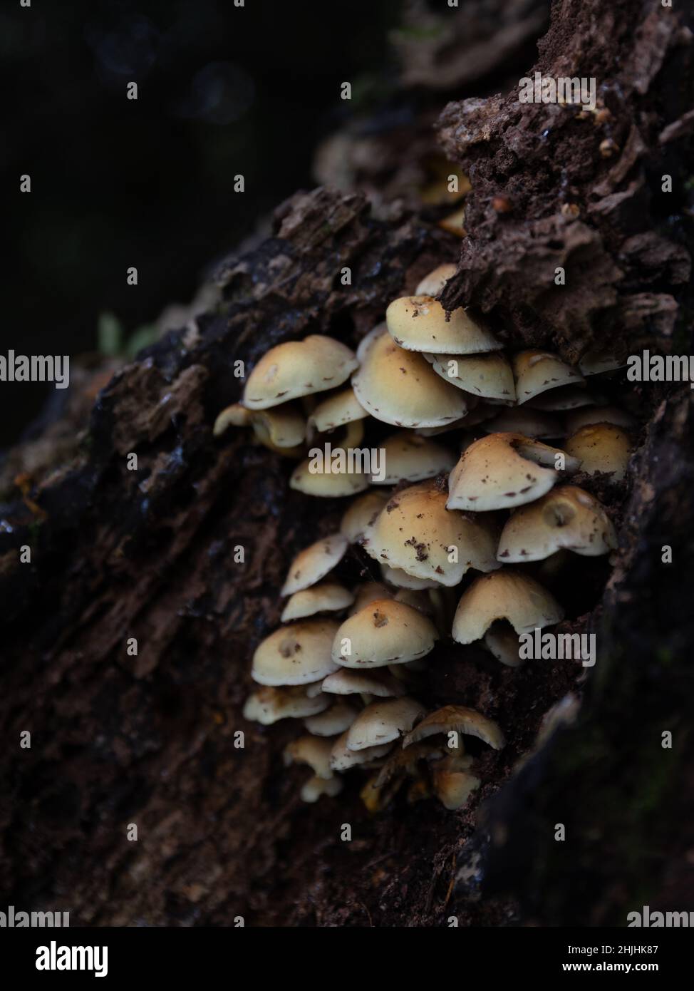 Vertical shot of fungais on the tree on the blurry background Stock ...