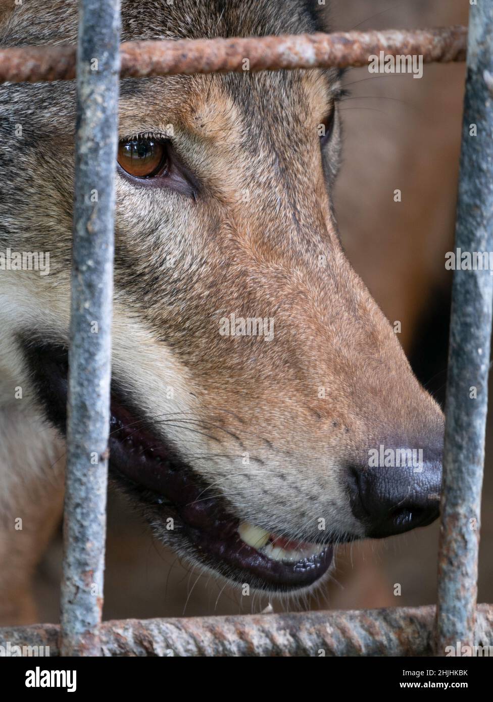 Portrait of a fierce wolf looking through a mehs fence in the zoo Stock ...