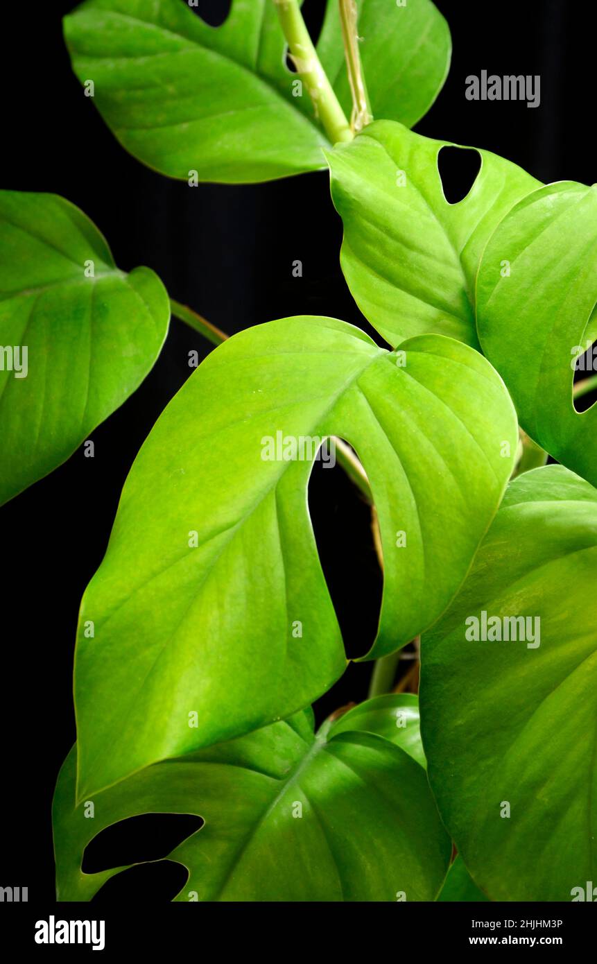 art of Monstera Rhaphidophora pertusa leaf Stock Photo - Alamy