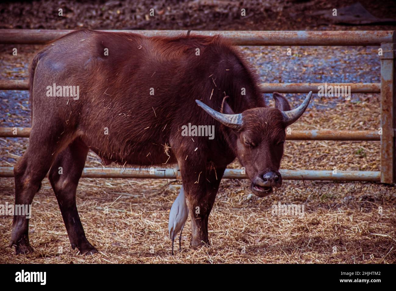 The Asian Wild Water Buffalo or Bubalus arnee. A large bovine native to ...