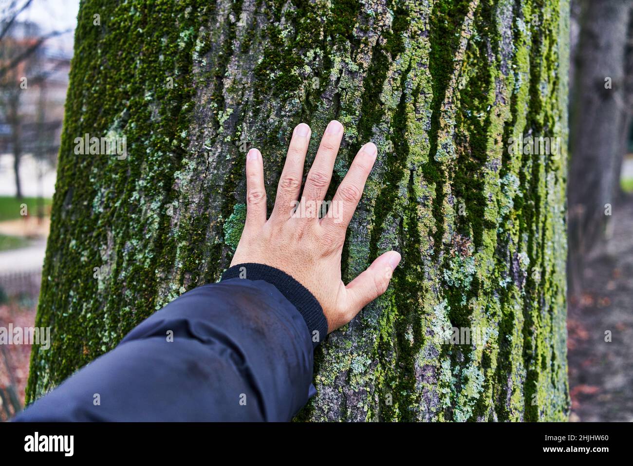 Hand of man touching tree at park Stock Photo - Alamy
