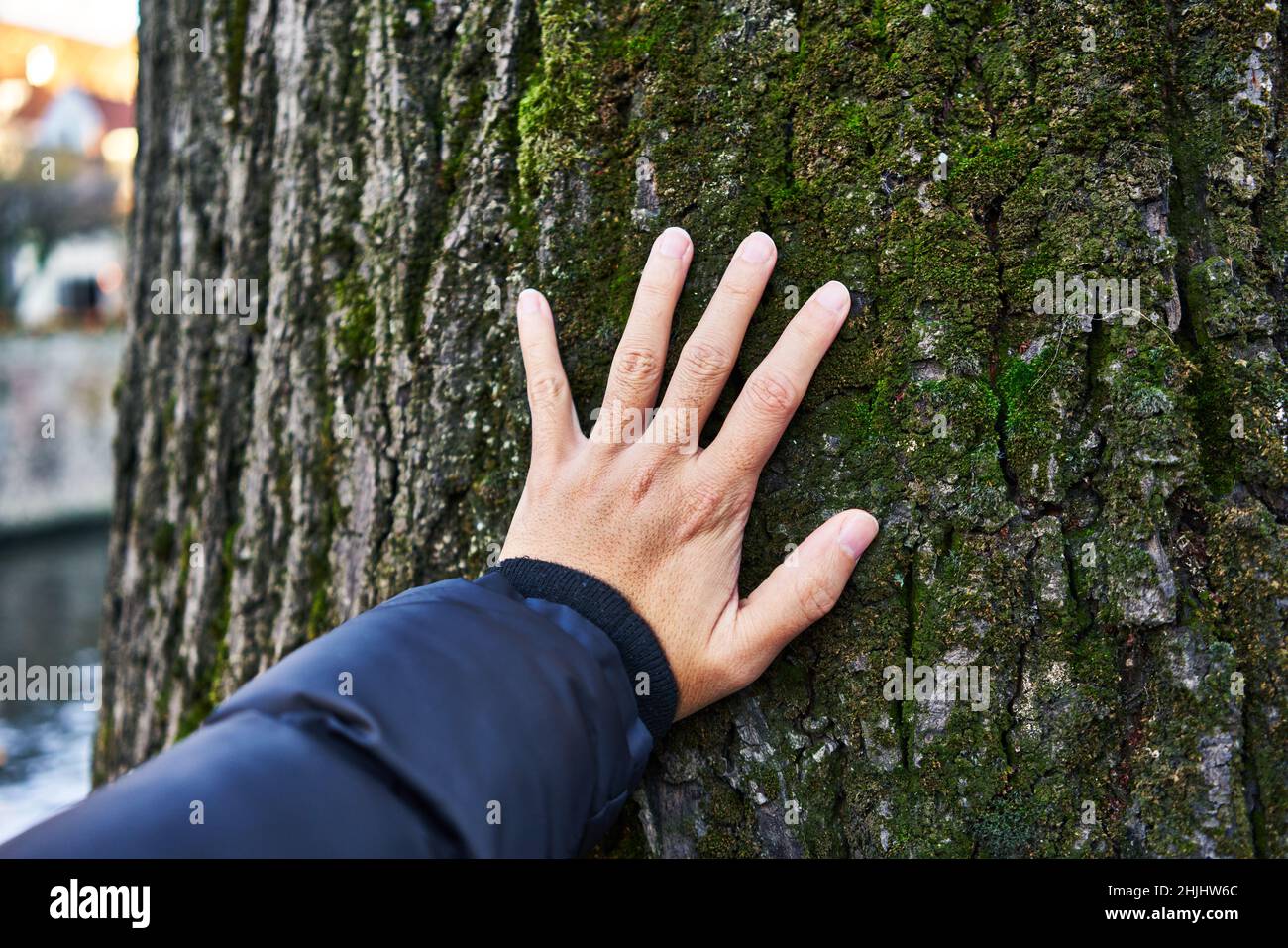 Hand of man touching tree at park Stock Photo - Alamy