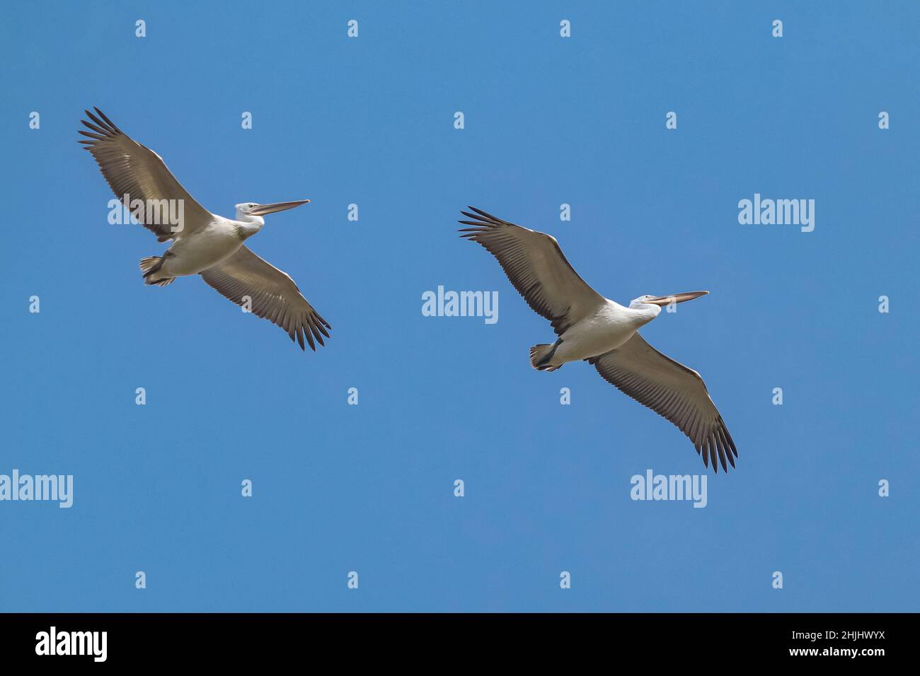 Great White Pelicans in flying mode Stock Photo - Alamy