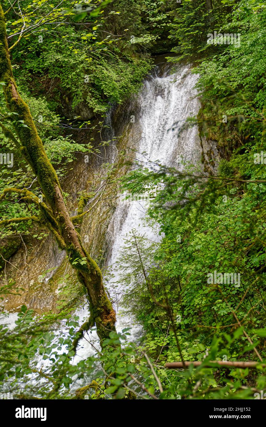 Vertical shot of a river in the forest on a sunny day in summer Stock ...