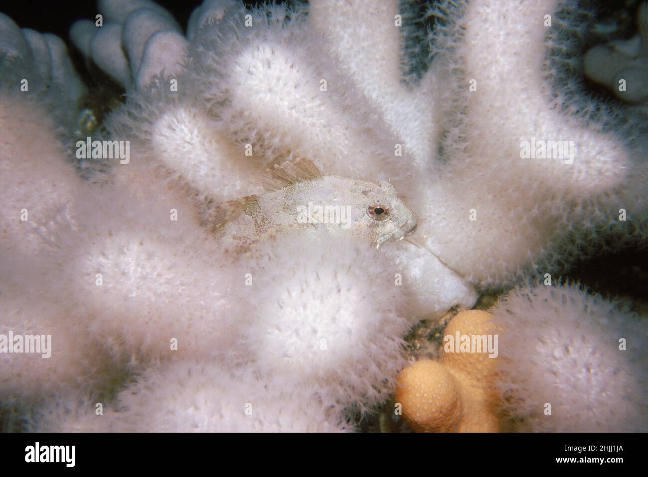 Long-spined sea scorpion (Taurulus bubalis) amongst dead man's fingers ...