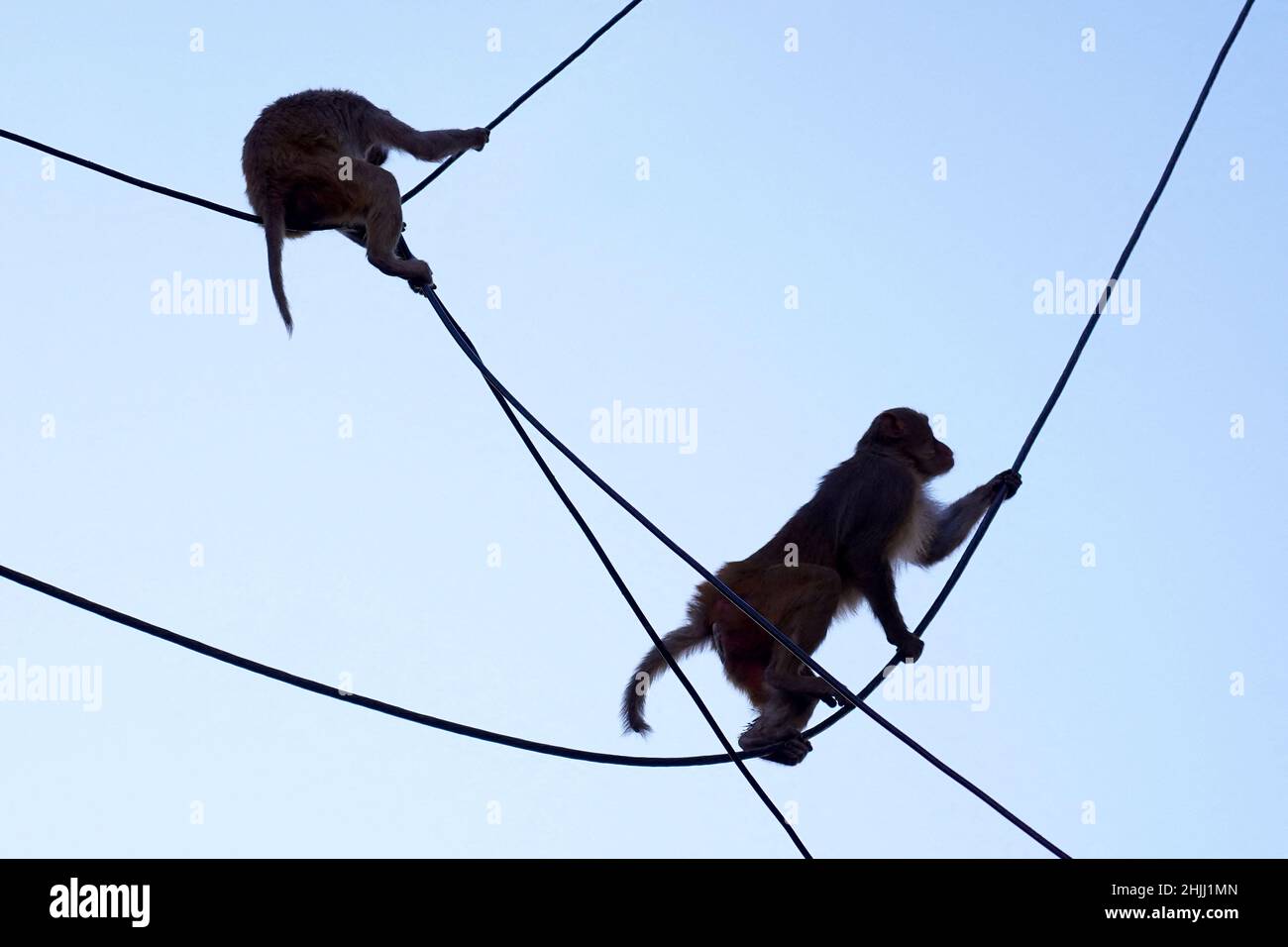 A monkey crosses a street using over-head power lines in Ajmer ...