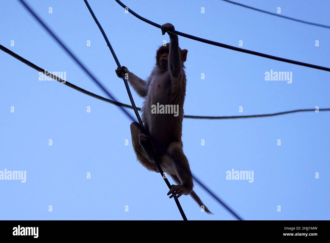 A monkey crosses a street using over-head power lines in Ajmer ...