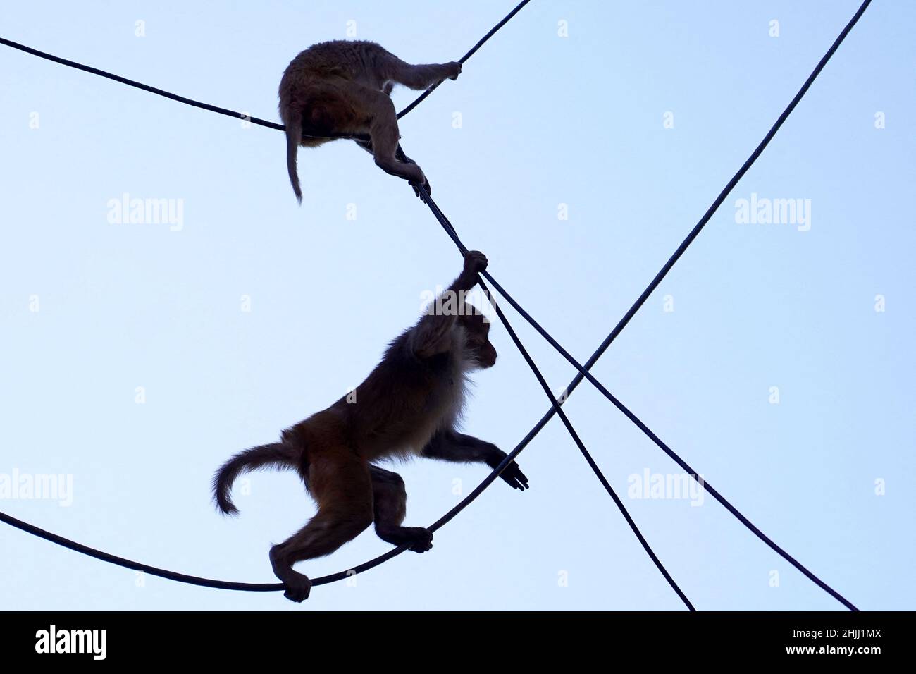 A monkey crosses a street using over-head power lines in Ajmer ...