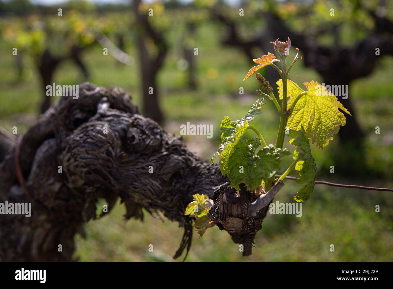 Old grape vines in spring, in a vinyard Stock Photo - Alamy